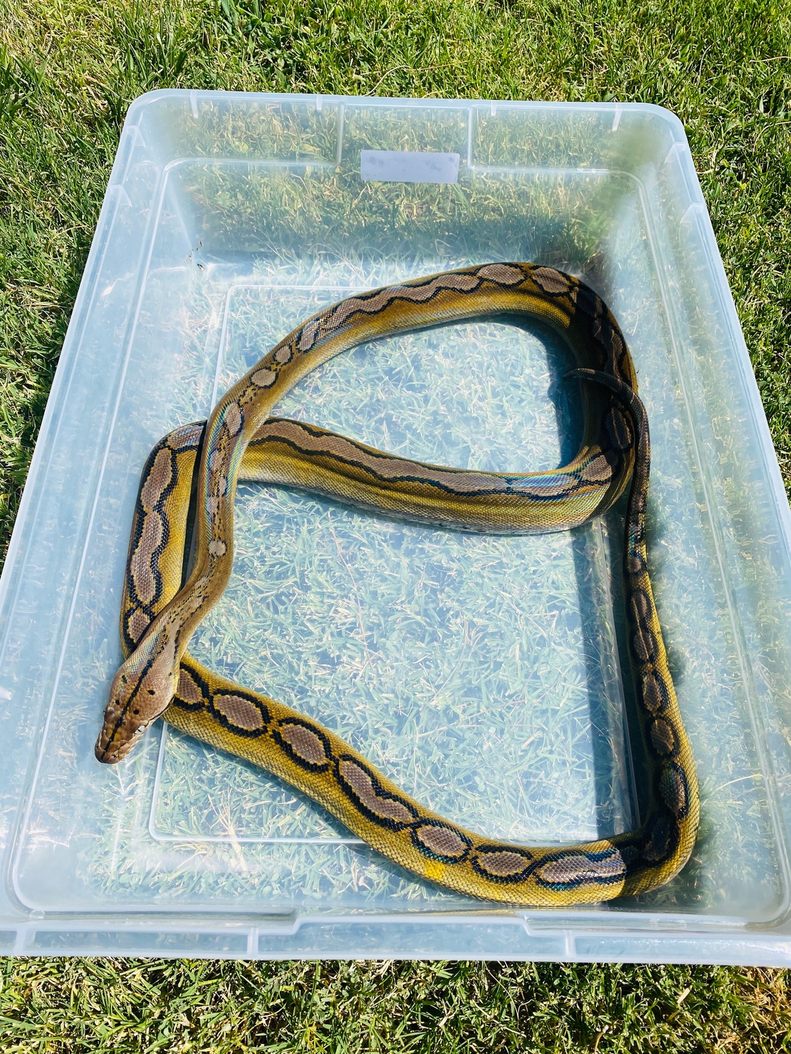 Motley Sunfire Reticulated Python by Sunny Creatures - MorphMarket