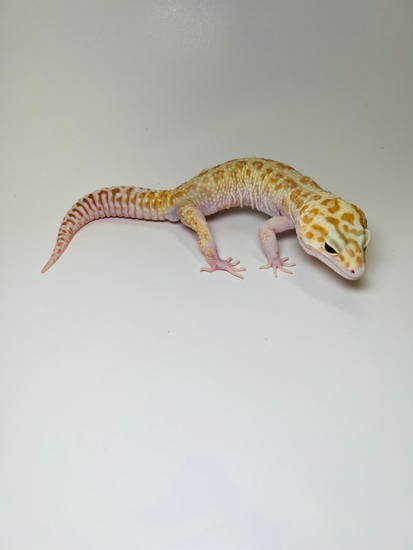 Raptor Leopard Gecko by Sunny Creatures