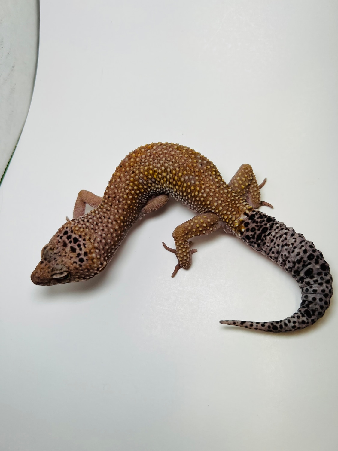 Enigma Leopard Gecko by Sunny Creatures - MorphMarket