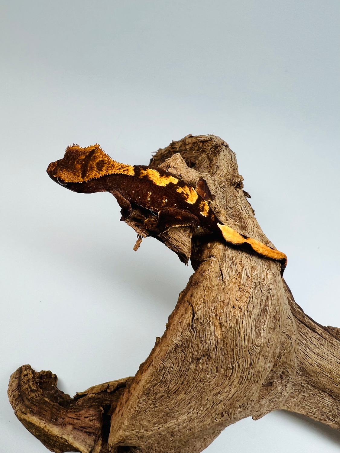 Red Harlequin Crested Gecko by Sunny Creatures - MorphMarket