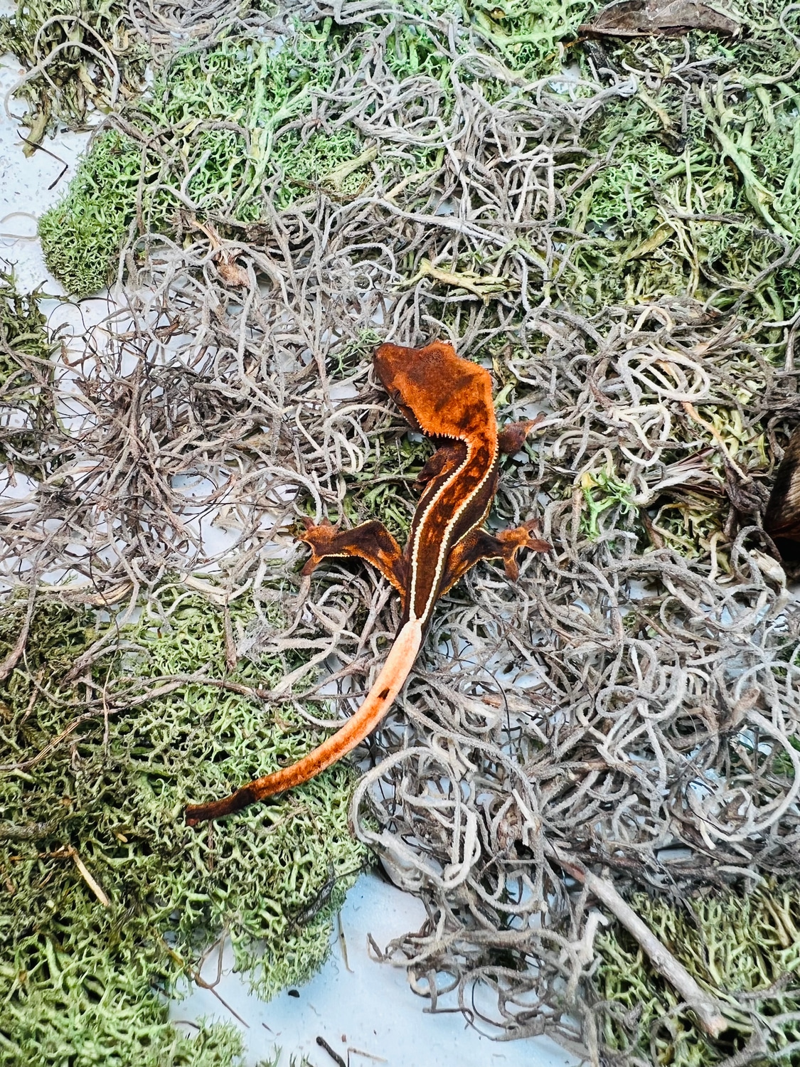 Quad Stripe Pinstripe Tri Color Crested Gecko by Sunny Creatures ...