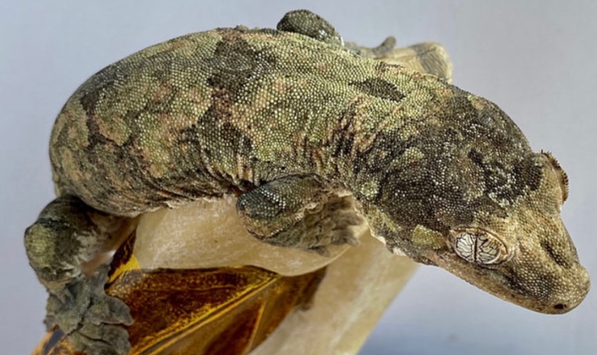 Pine Island Chahoua Gecko by Sunny Creatures - MorphMarket