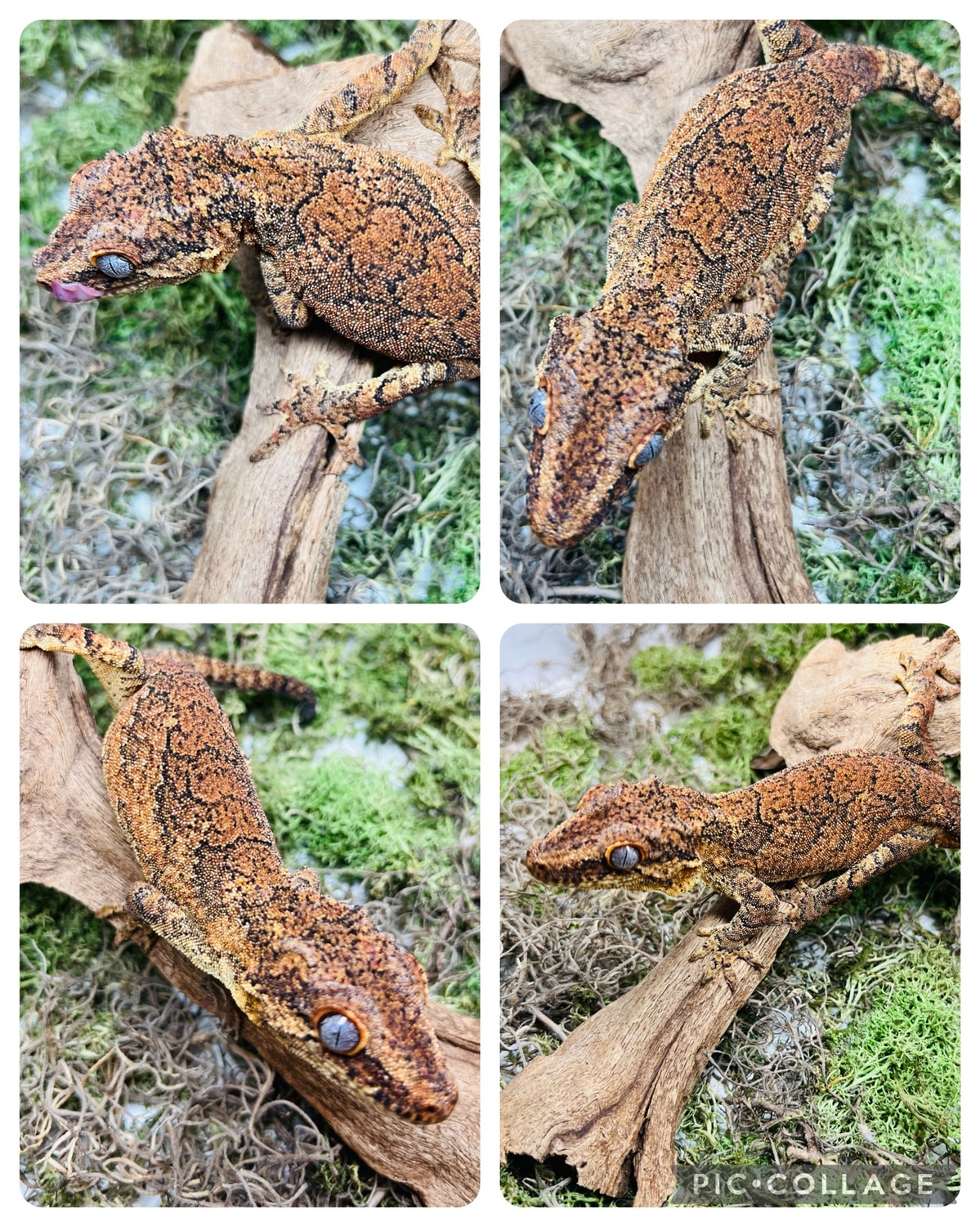 Reticulated Gargoyle Gecko by Sunny Creatures - MorphMarket