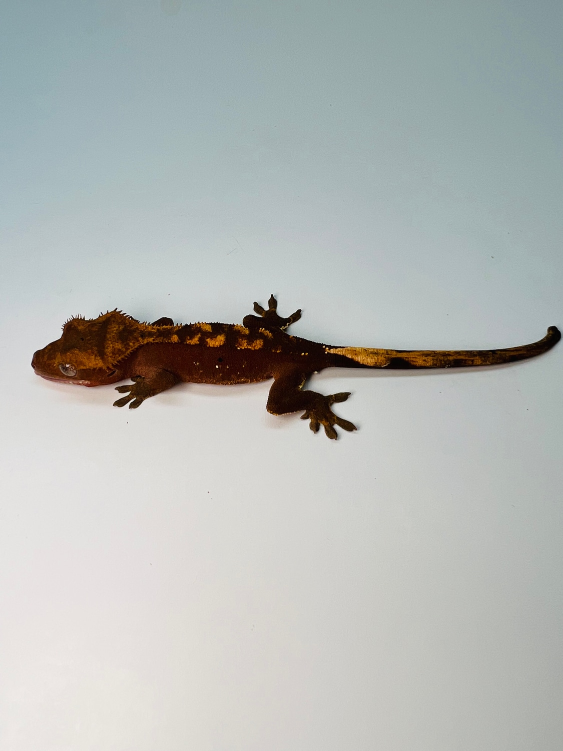 Red Base Flame With Portholes Crested Gecko by Sunny Creatures ...