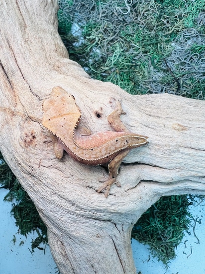 Red Phantom Pinstripe With Portholes Crested Gecko by Sunny Creatures
