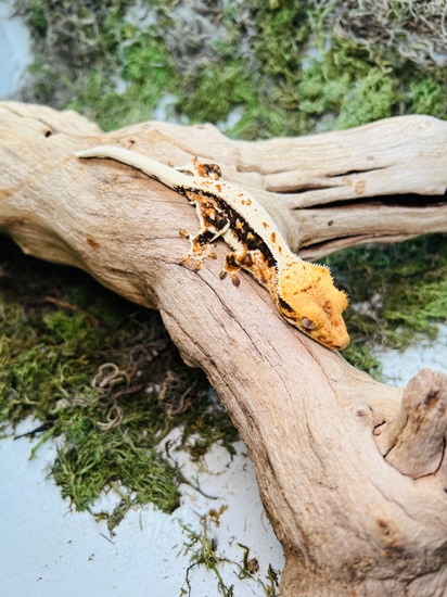 Tri Color Lilly White (Aurora Offspring) Crested Gecko by Sunny Creatures