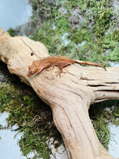 Red Phantom Inkspot With Portholes Crested Gecko by Sunny Creatures
