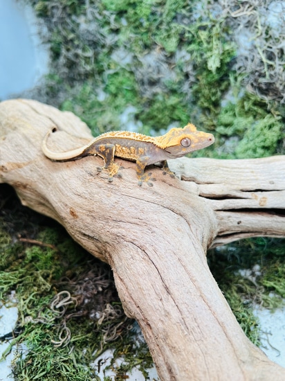 Tri Color Pinstripe Crested Gecko by Sunny Creatures