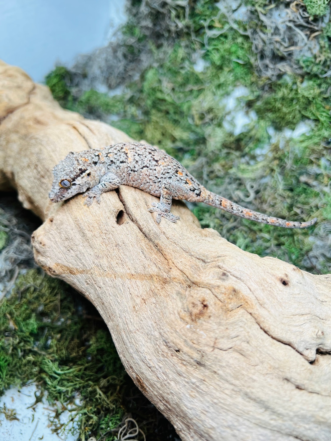 Orange Blotched Gargoyle Gecko by Sunny Creatures - MorphMarket