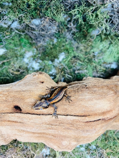 Red And Orange Striped Gargoyle Gecko by Sunny Creatures