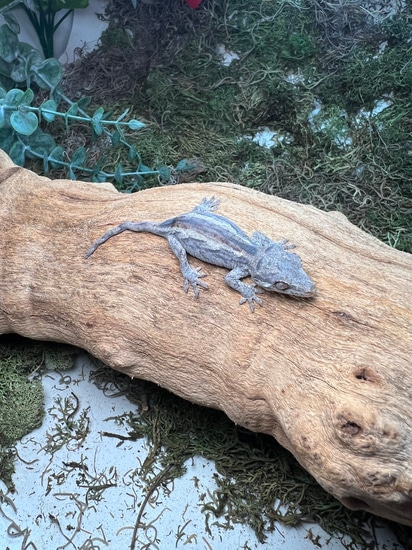 Red And White Aberrant Striped Gargoyle Gecko by Sunny Creatures
