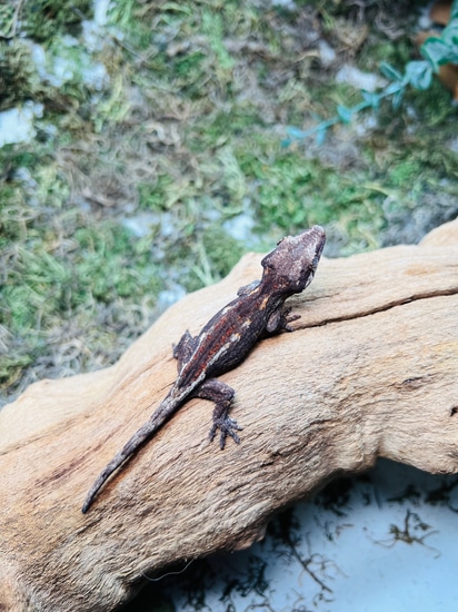 Red And White Aberrant Stripe Gargoyle Gecko by Sunny Creatures