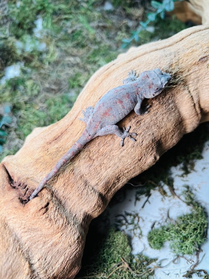 Red And Orange Blotched Gargoyle Gecko by Sunny Creatures