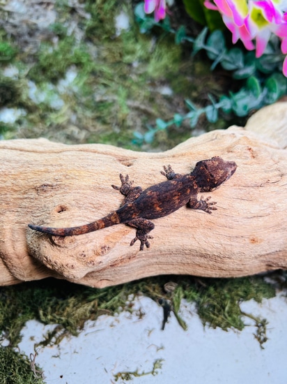 Orange Blotched Gargoyle Gecko by Sunny Creatures
