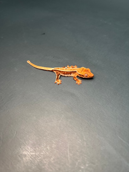 Lilly White Crested Gecko by Sunny Creatures