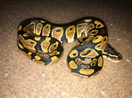 Normal Female Ball Python by The Reptile Roots Ltd.