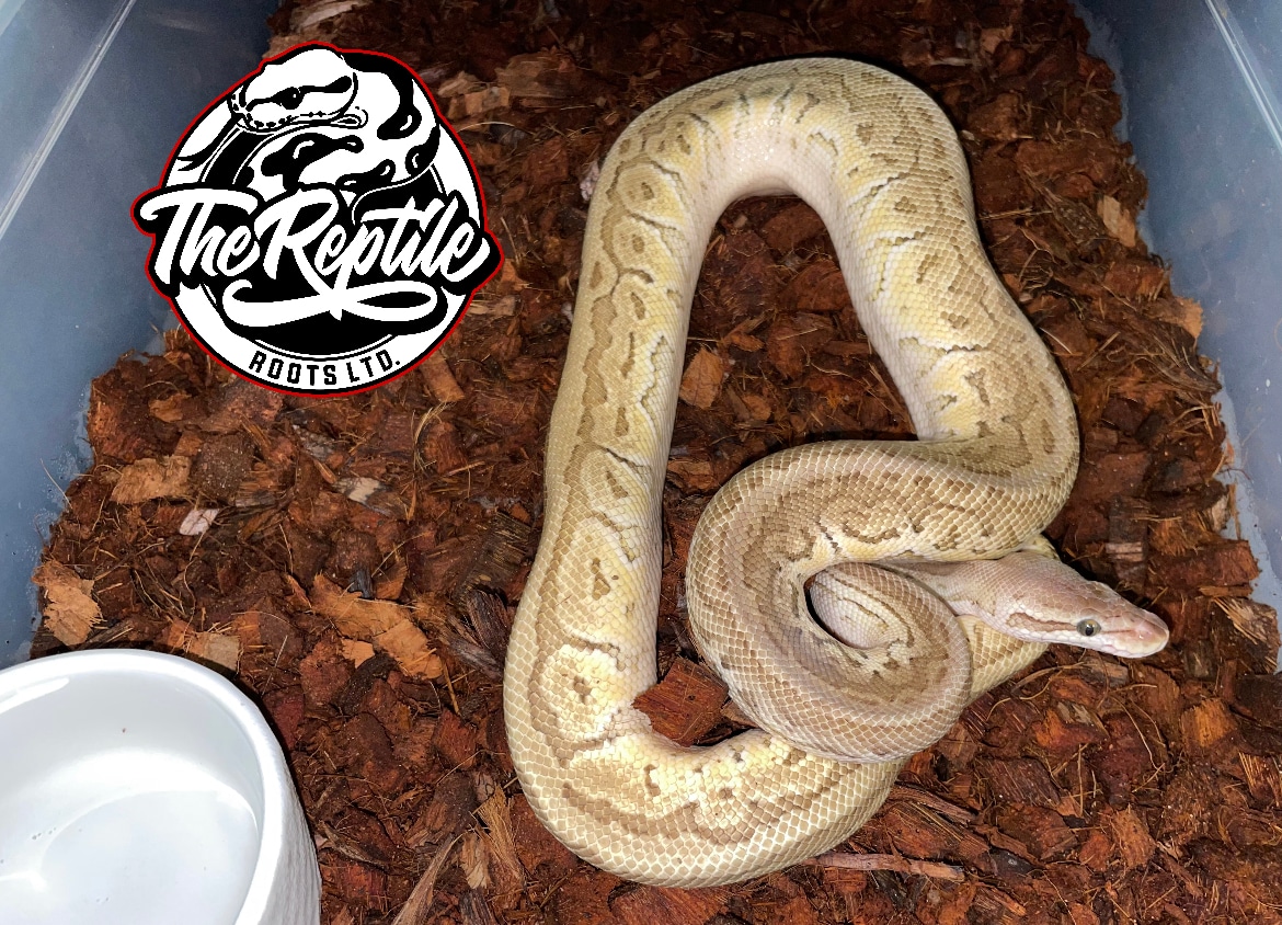 Jigsaw Ball Python by The Reptile Roots Ltd. - MorphMarket