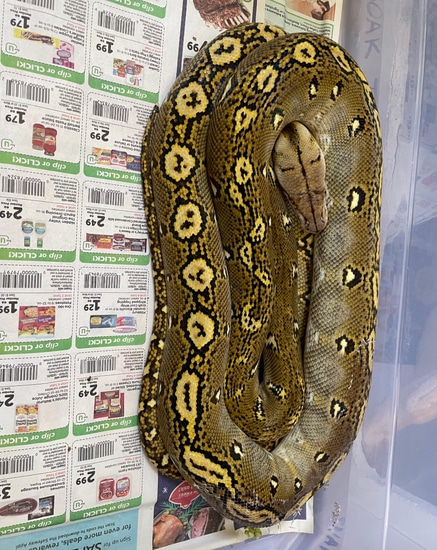 Phantom Reticulated Python by The Reptile Roots Ltd.