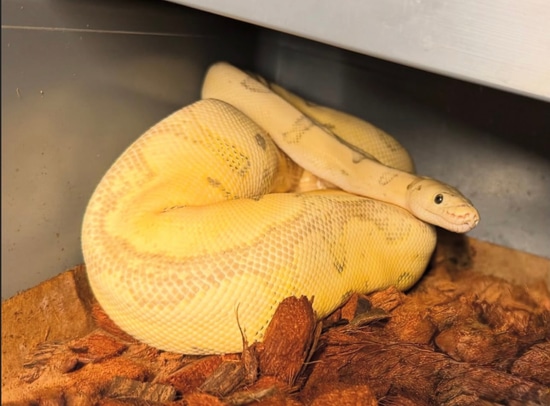 Super Pastel Fire Clown Het Axanthic Tsk Ball Python by Deborah’s ball ...