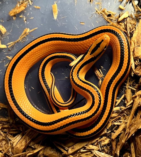 Coxi Bamboo Rat Bamboo Rat Snake by Sunrise Serpents