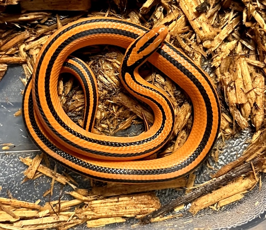 Coxi Bamboo Rat Bamboo Rat Snake by Sunrise Serpents