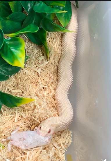 Super Yeti (Snow Superconda) ️ Western Hognose by SunshineHogs
