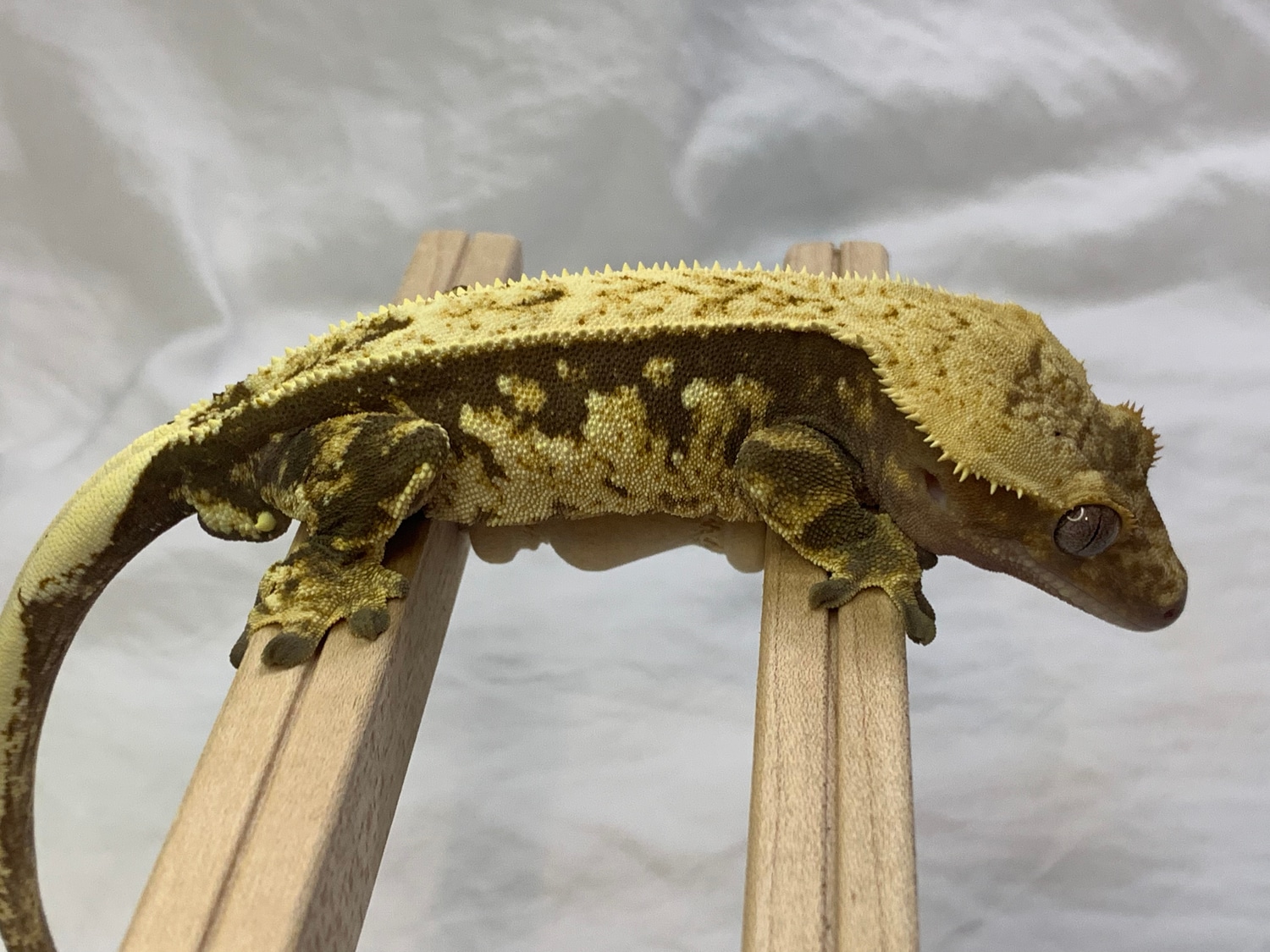 Sunshine’s Geckos's Collection - MorphMarket