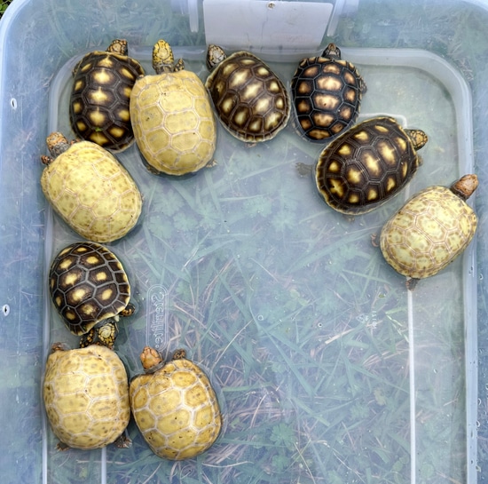 Wholesale Lot Of Hypo Red Foots Red-Footed Tortoise by Sunshine Tortoise