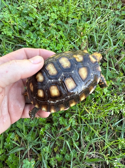 High Marbled Cherryhead (2) Red-Footed Tortoise by Sunshine Tortoise