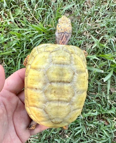 4.5” Hypomelanistic Redfoot Tortoise Red-Footed Tortoise by Sunshine ...