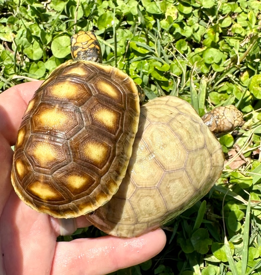 100% Het Hypo Redfoot Red-Footed Tortoise by Sunshine Tortoise