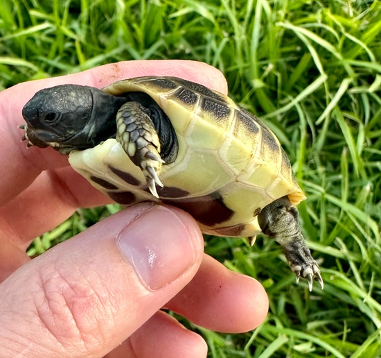 Easter Hermanns Tortoise (5) Hermann's Tortoise by Sunshine Tortoise
