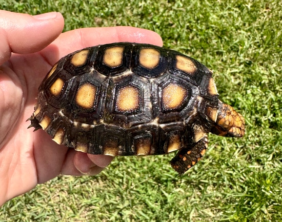 Brazilian Cherryhead (9) Red-Footed Tortoise by Sunshine Tortoise