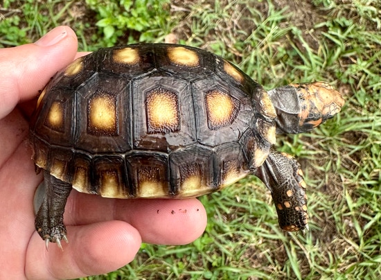Brazilian Cherry Head (7) Red-Footed Tortoise by Sunshine Tortoise