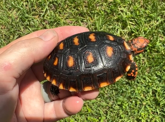 Brazilian Cherry Head- Super Red 1 Red-Footed Tortoise by Sunshine Tortoise
