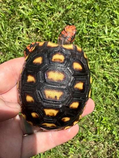 Brazilian Cherry Head- Super Red 2 Red-Footed Tortoise by Sunshine Tortoise