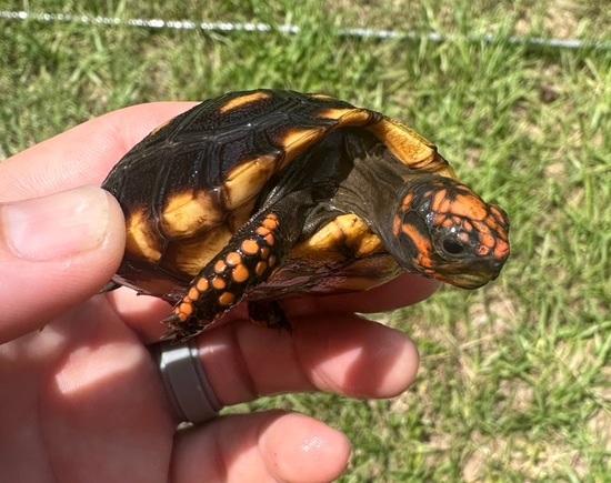 Brazilian Cherry Head-Nice Color- Free Shipping (2) Red-Footed Tortoise ...