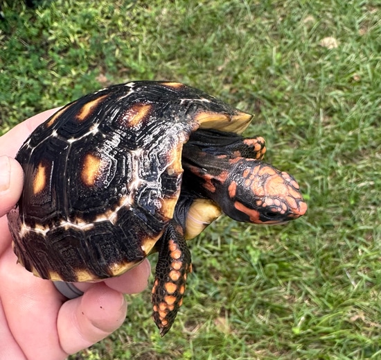 Marbling Cherry Head Redfoot- Free Shipping Red-Footed Tortoise by ...