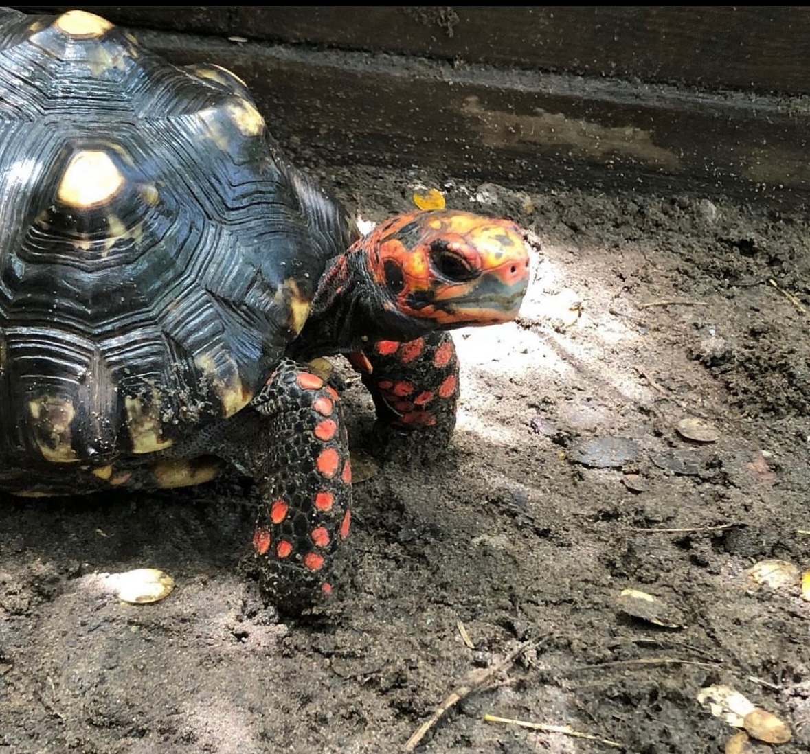 Sunshine Tortoise's Collection - MorphMarket