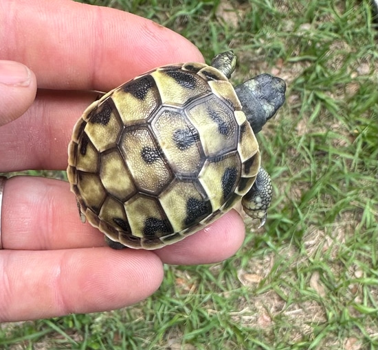 Eastern Hermann’s Tortoise-Free Shipping (5) Hermann's Tortoise by ...