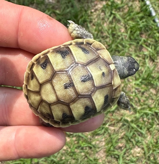 Eastern Hermann’s Tortoise- Free Shipping (8) Hermann's Tortoise by ...