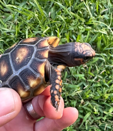 Marbling Cherry Head Tortoise-Free Shipping(1) Red-Footed Tortoise by ...