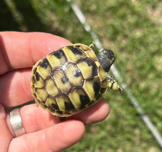 Eastern Hermann’s Tortoise-Free Shipping (19) Hermann's Tortoise by ...
