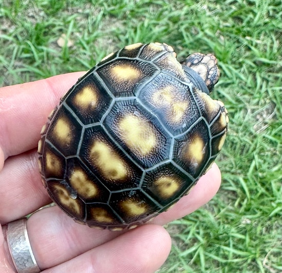 Marbling Cherry Head Red Foot Tortoise- Free Shipping (20) Red-Footed ...
