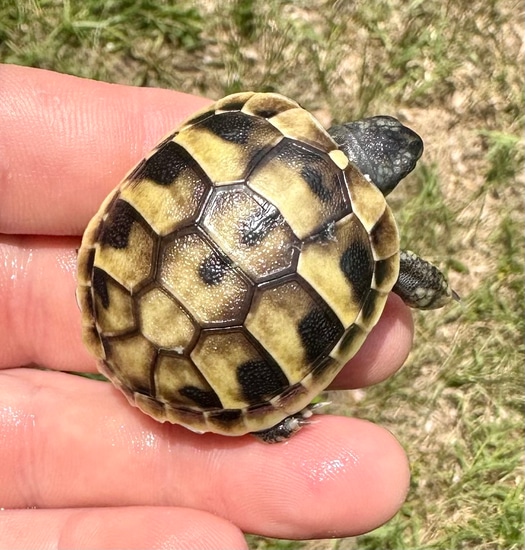 Eastern Hermann’s Tortoise- Free Shipping (0) Hermann's Tortoise by ...