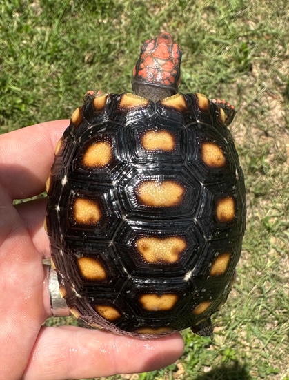 Brazilian Marbling Cherryhead Red Foot- Free Shipping Red-Footed ...