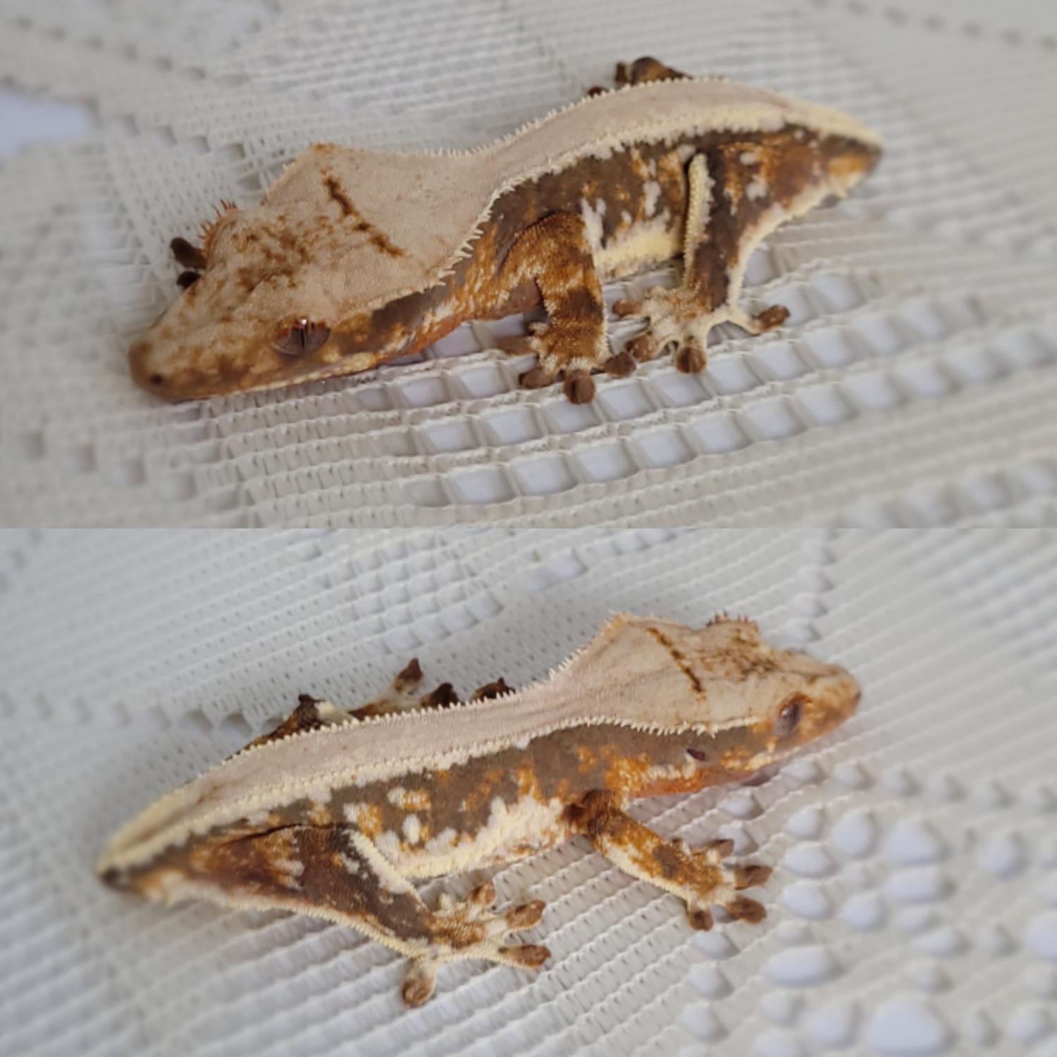 Lilly White Crested Gecko by Crested_Conservatory - MorphMarket