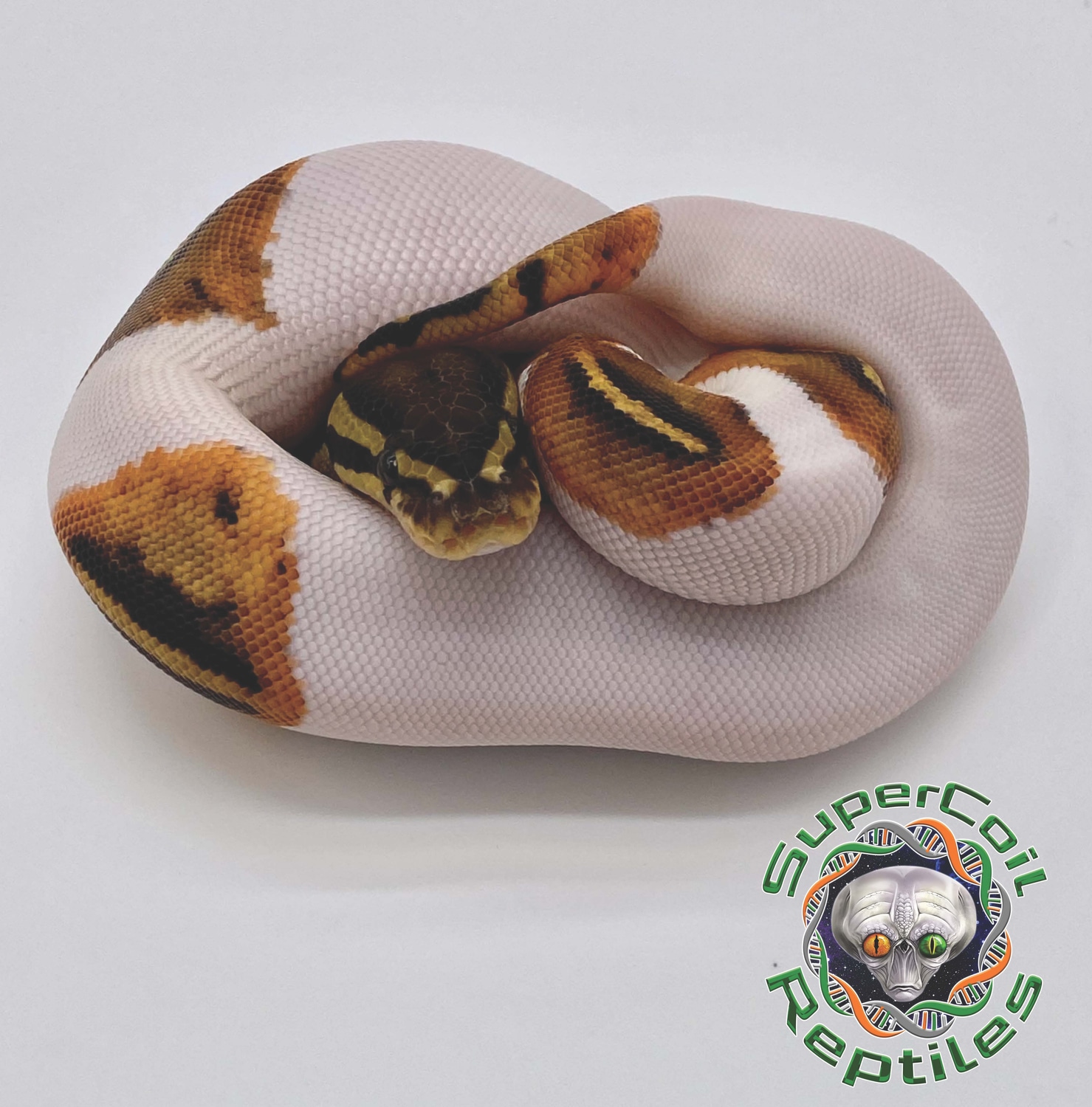 Orange Dream Specter Piebald Ball Python by SuperCoil Reptiles ...