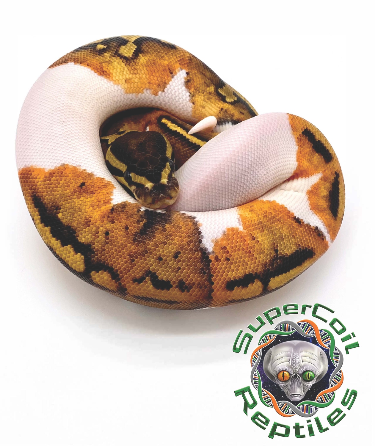 Orange Dream Specter Piebald Ball Python by SuperCoil Reptiles ...