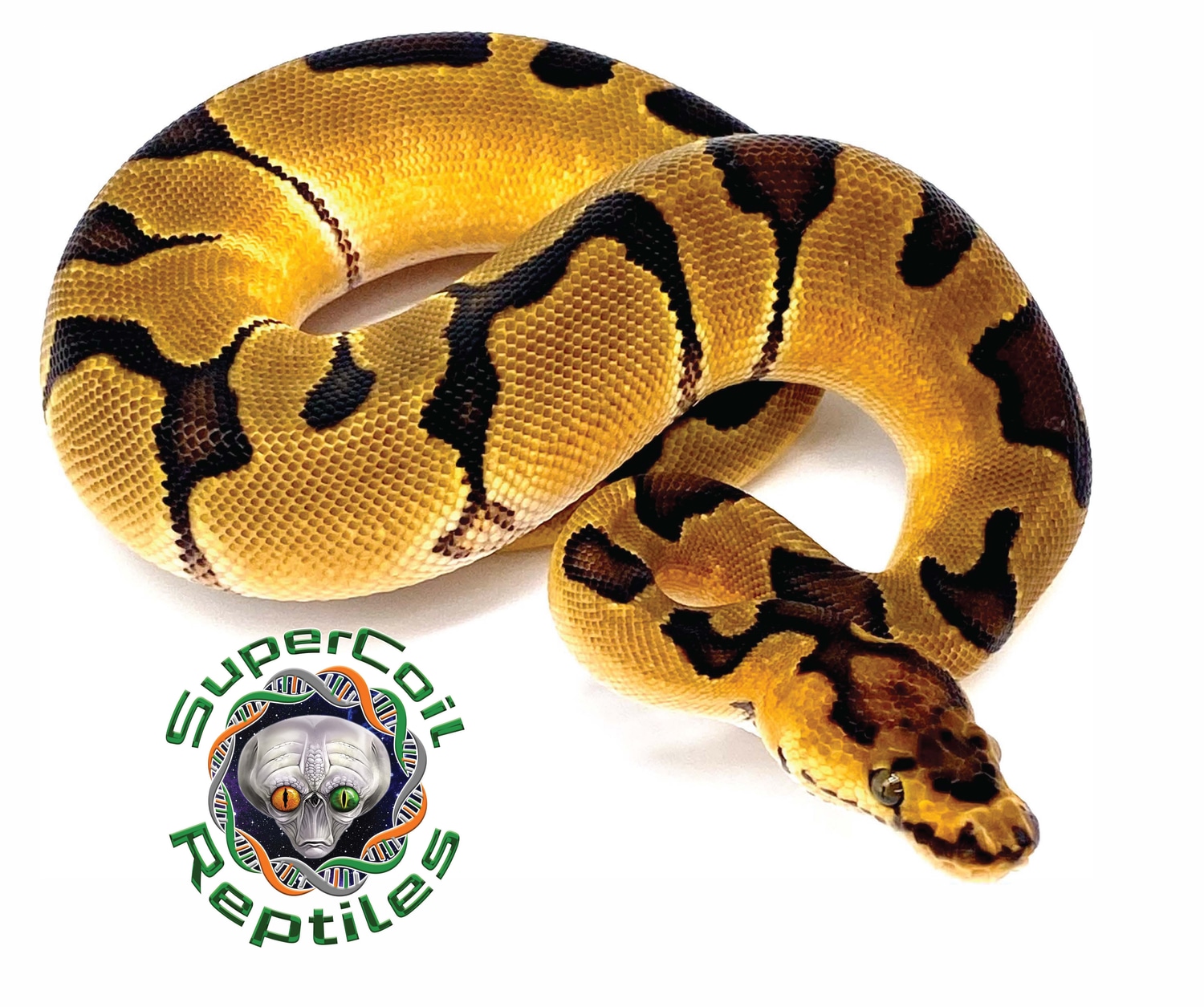 Enchi Clown Ball Python by SuperCoil Reptiles - MorphMarket